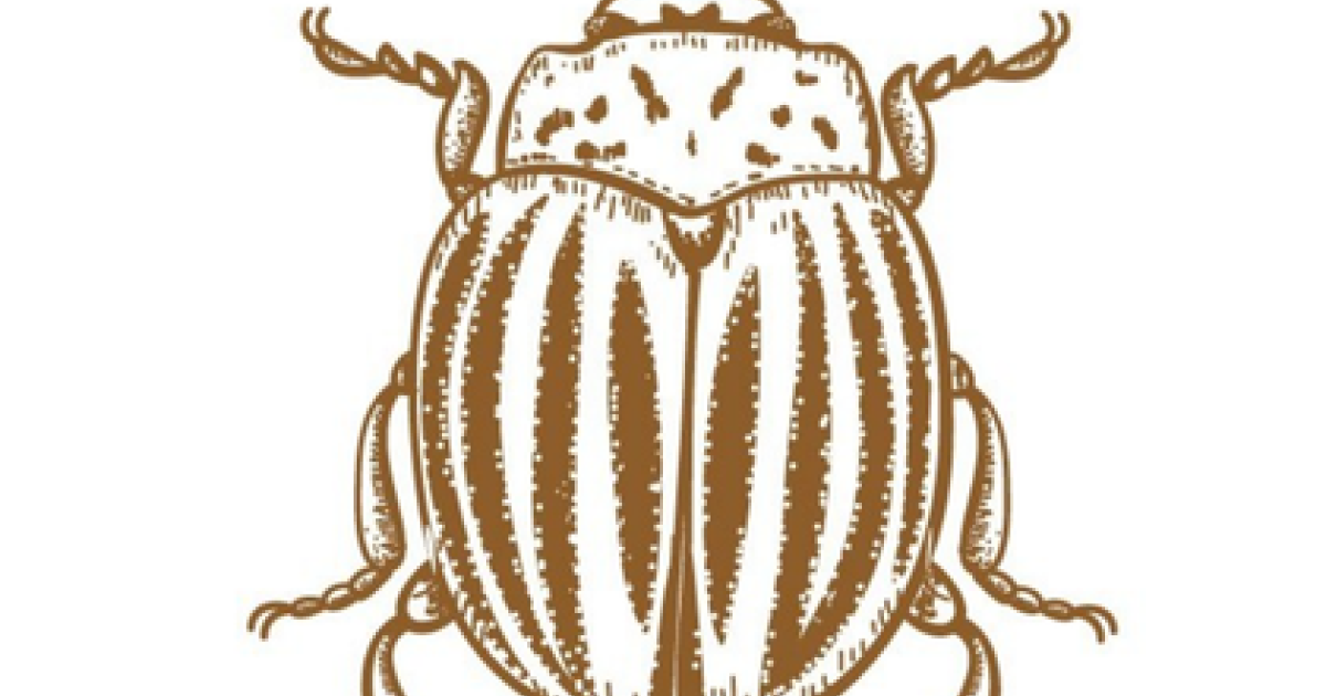 How the Beetle Got Her Coat | 1001 Stories