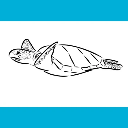 The Turtle Who Wanted To Fly | 1001 Stories