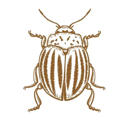 How the Beetle Got Her Coat | 1001 Stories